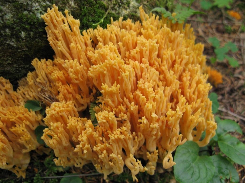 Ramaria brunneicontusa (Ramaria brunneicontusa) - Picture Mushroom