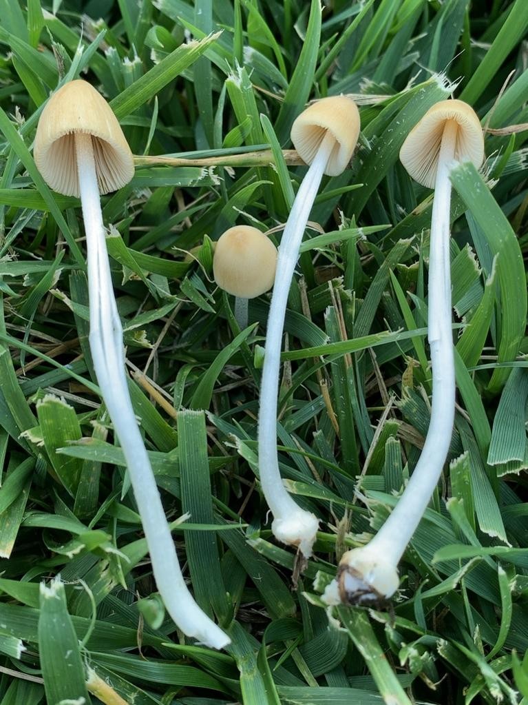 Is Conocybe Apala Poisonous