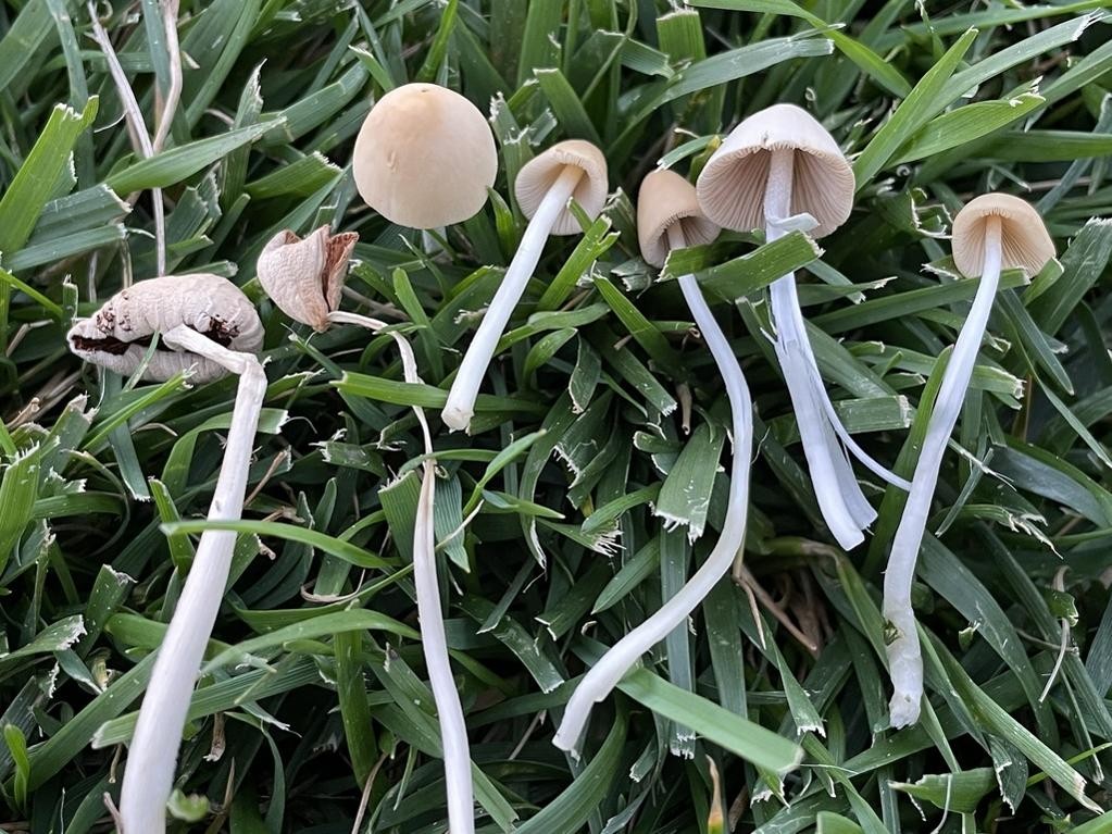 Is Conocybe Apala Poisonous