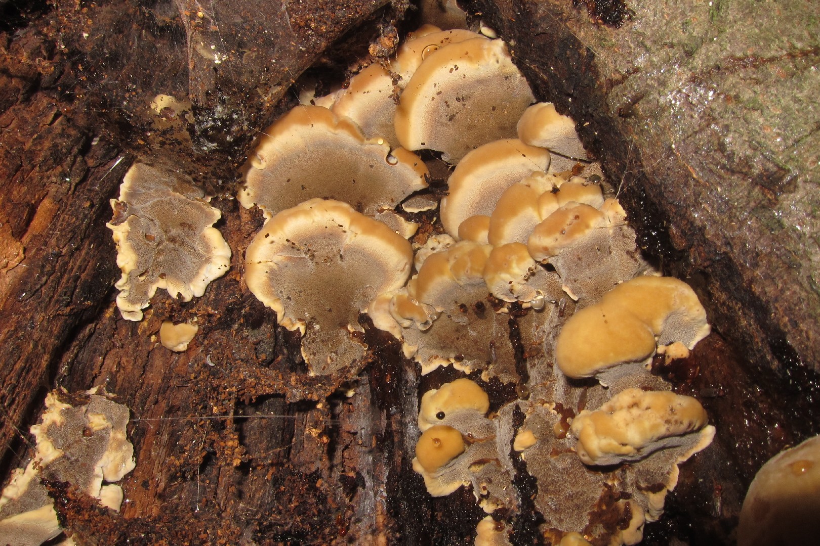 Inonotus cuticularis (Inonotus cuticularis) - Picture Mushroom