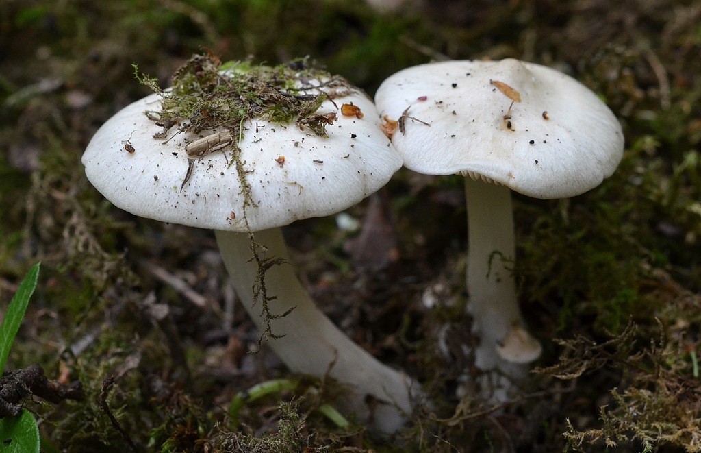 Entoloma sepium (Entoloma sepium) - Picture Mushroom