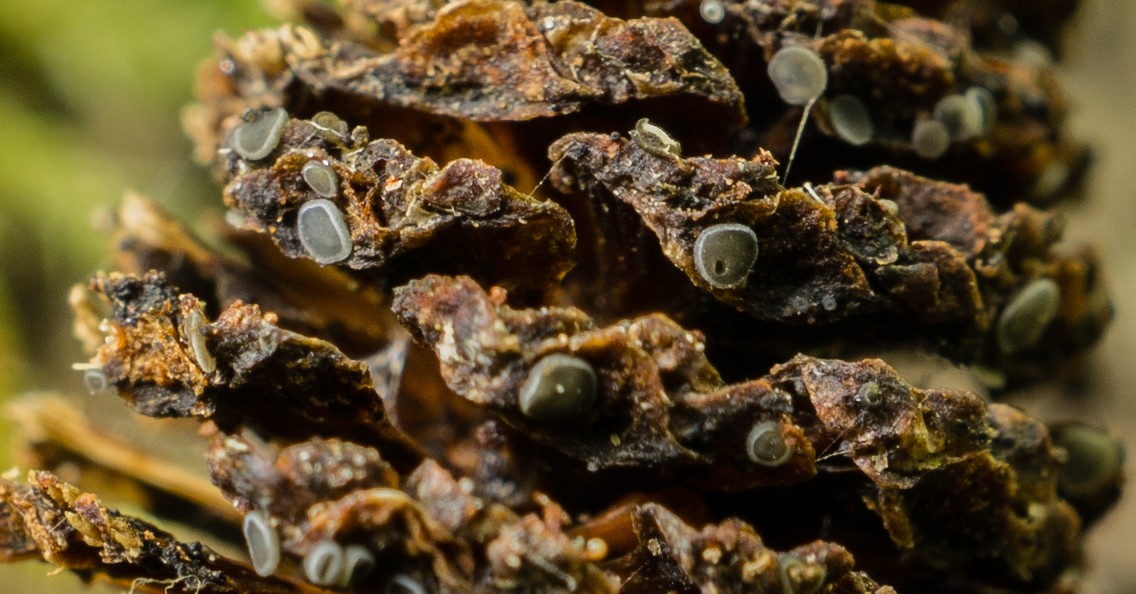 Pezizella alniella (Pezizella alniella) - Picture Mushroom