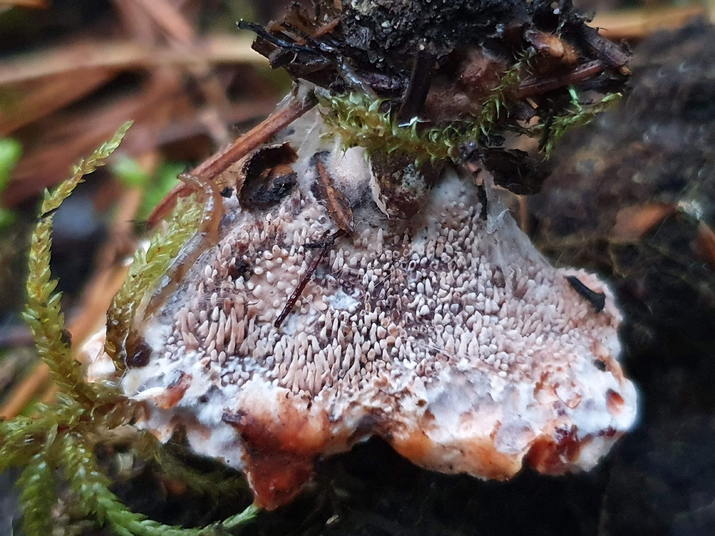 Hydnellum Peckii Edible