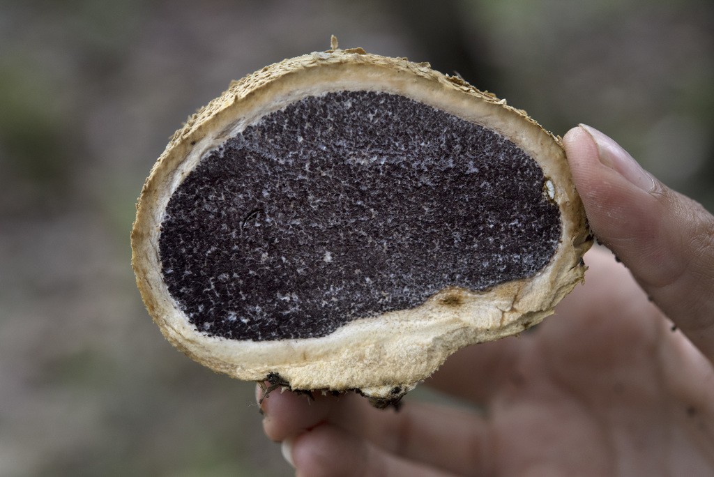 Scleroderma texense (Scleroderma texense) - Picture Mushroom