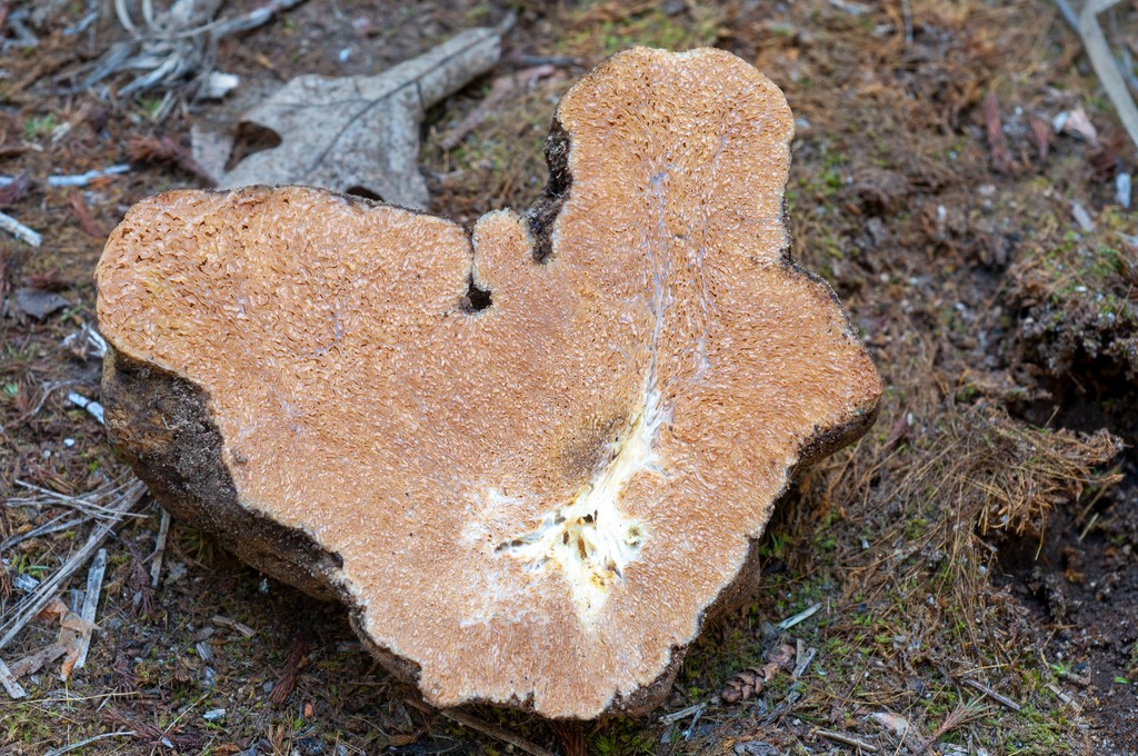 Gautieria Monticola