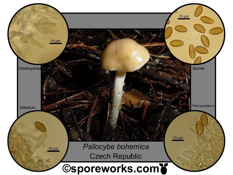 Psilocybe bohemica (Psilocybe bohemica) - Picture Mushroom