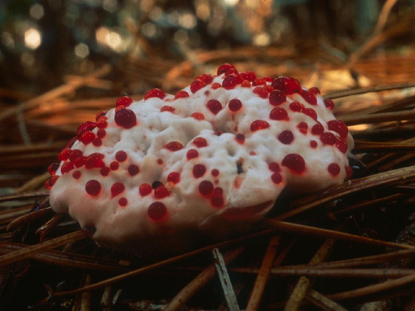 Hydnellum Peckii Edible
