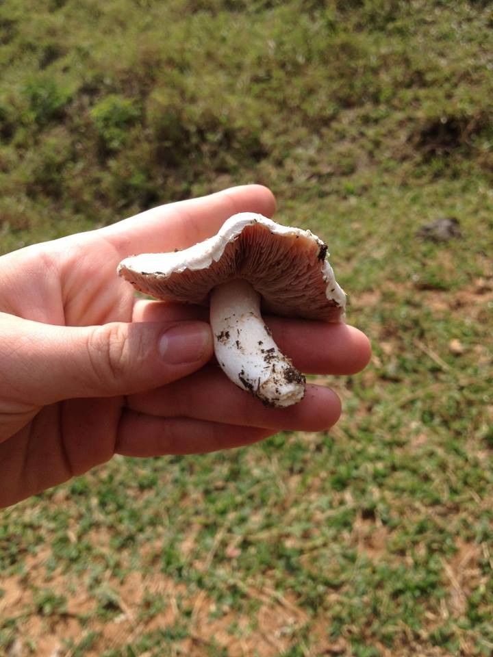 Agaricus andrewii (Agaricus andrewii) - Picture Mushroom