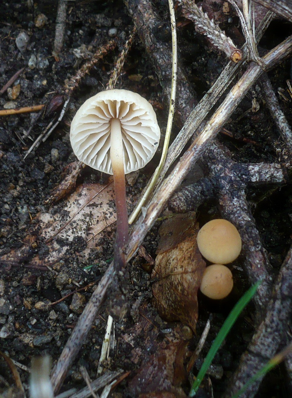 Marasmius torquescens (Marasmius torquescens) - Picture Mushroom