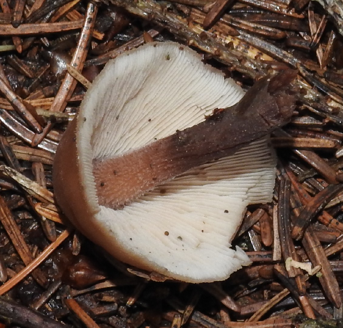 Gymnopus (Gymnopus) - Picture Mushroom