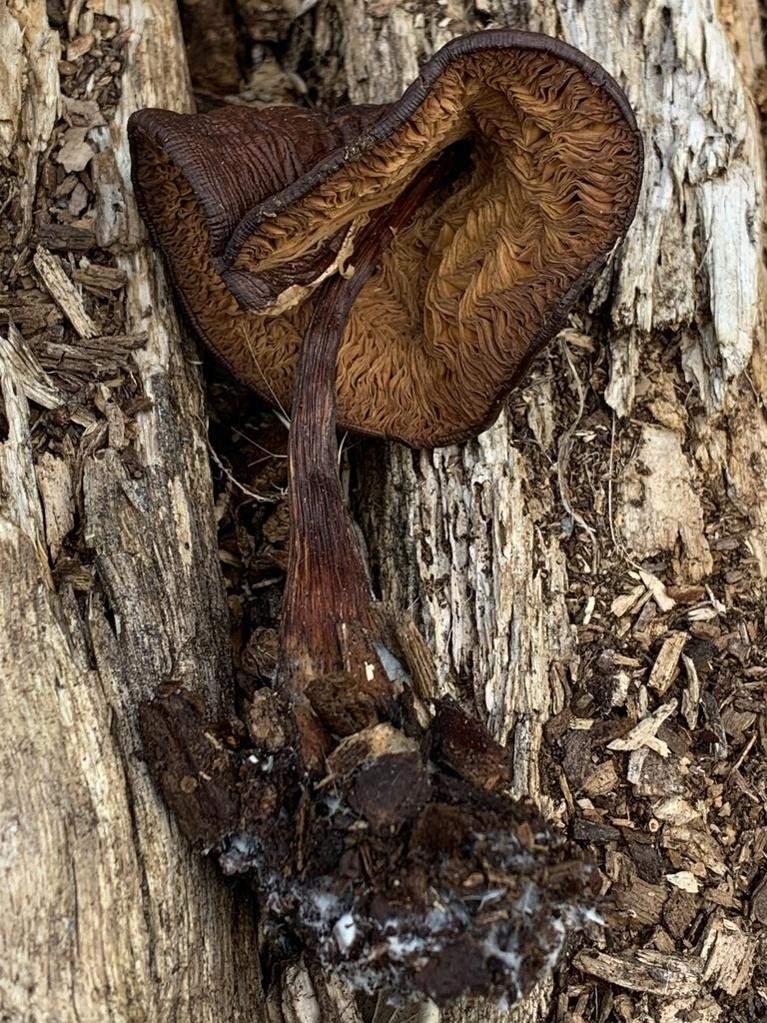 Pluteus primus (Pluteus primus) - Picture Mushroom