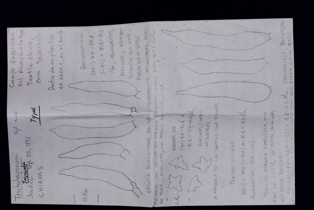 Hongo morado (Tricholosporum tropicale) - Picture Mushroom