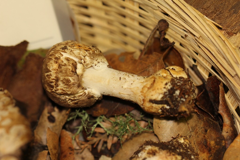 Agaricus perobscurus (Agaricus perobscurus) - Picture Mushroom