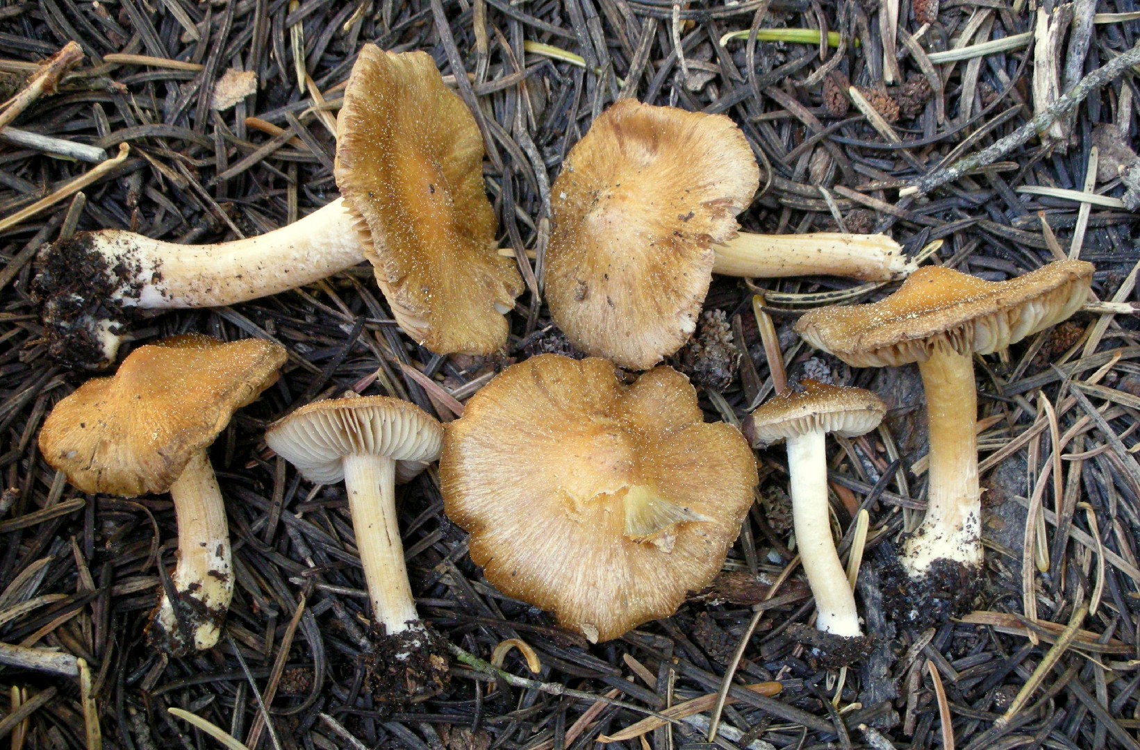 Inocybe brunâtre (Inocybe fuscidula) - Picture Mushroom