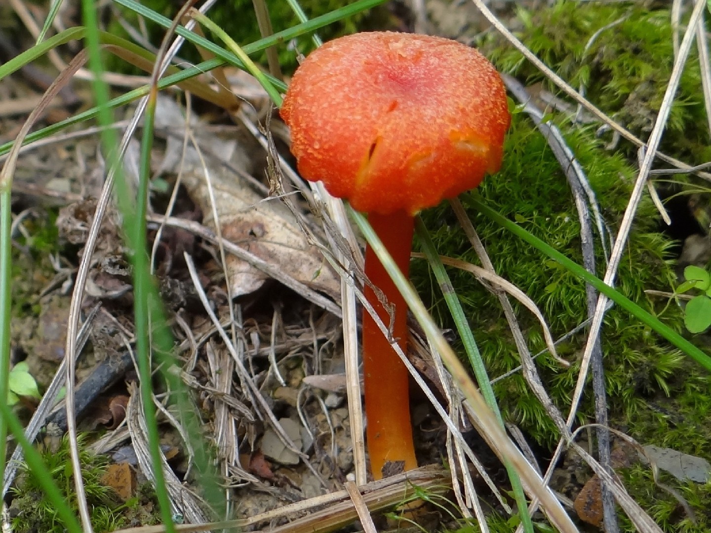Hygrocybe helobia (Hygrocybe helobia) - Picture Mushroom