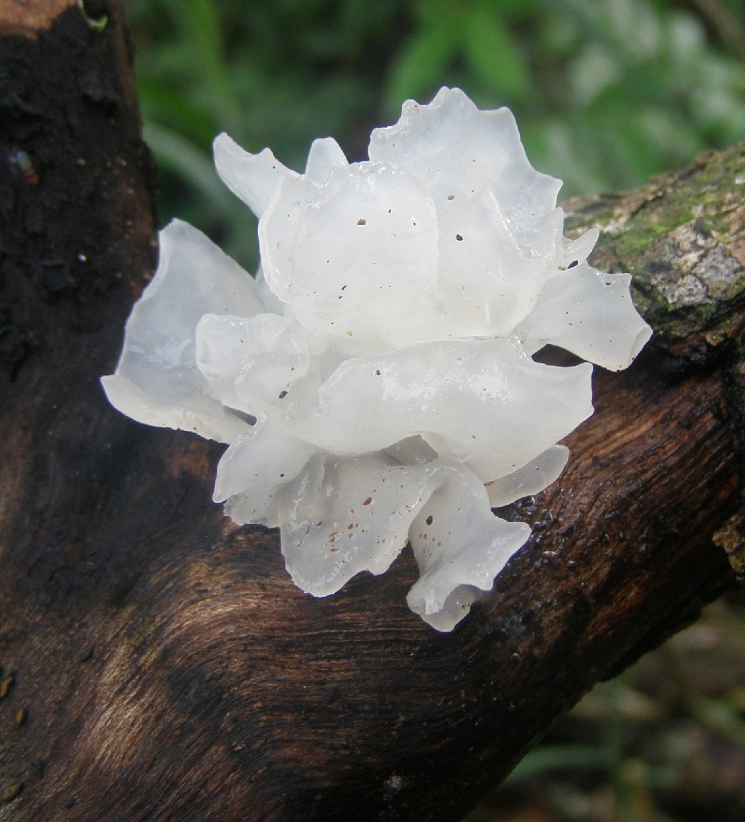 Snow Fungus Tremella Fuciformis Picture Mushroom
