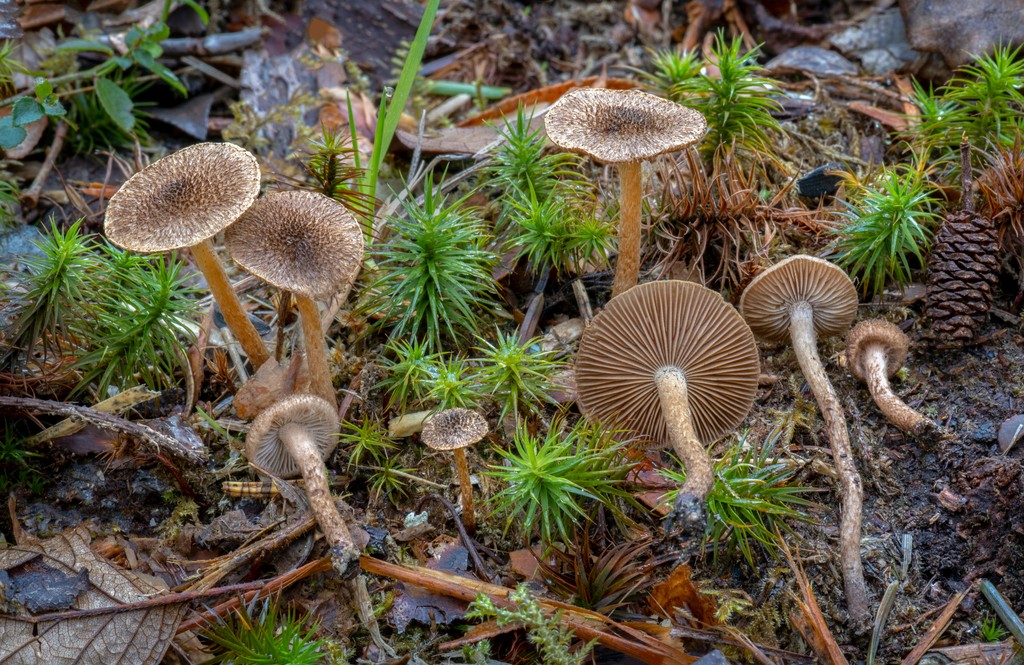 Inocybe leptophylla (Inocybe leptophylla) - Picture Mushroom