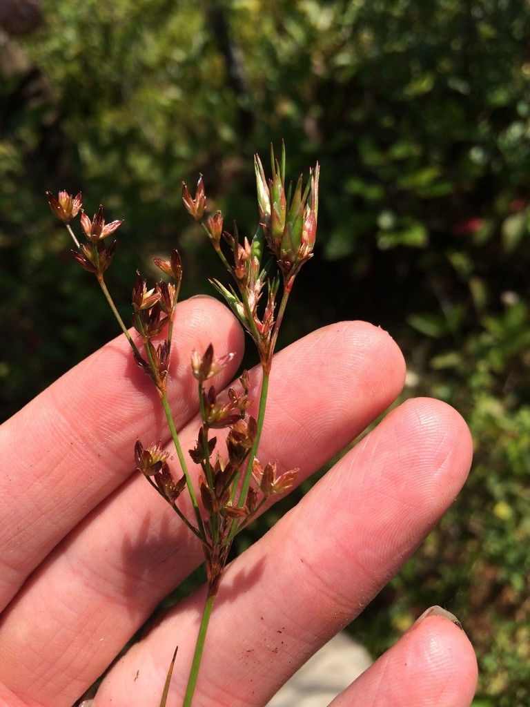 Livia (Livia) - Picture Mushroom