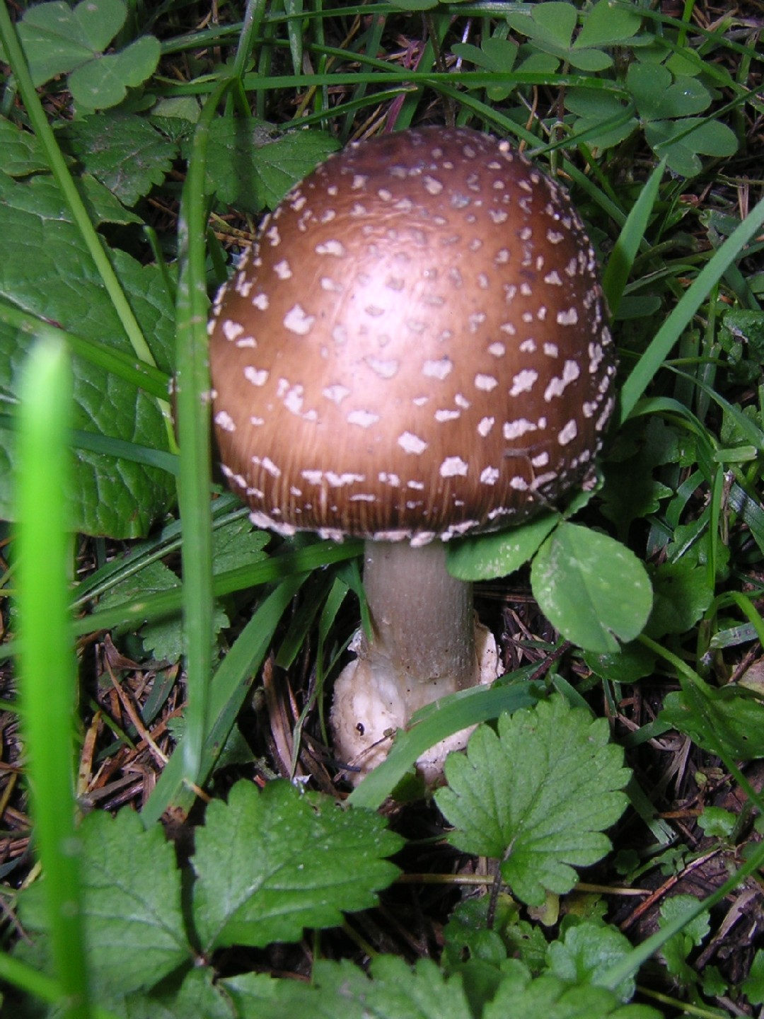Amanita subglobosa (Amanita subglobosa) - Picture Mushroom