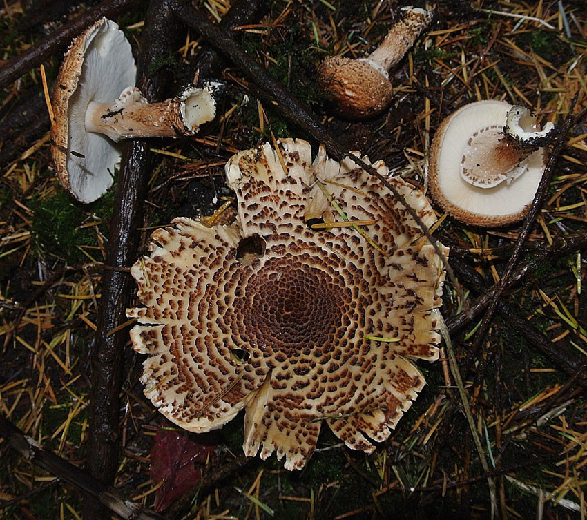 Lepiota felina (Lepiota felina) - Picture Mushroom