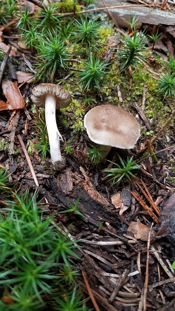 Tricholoma moseri (Tricholoma moseri) - Picture Mushroom
