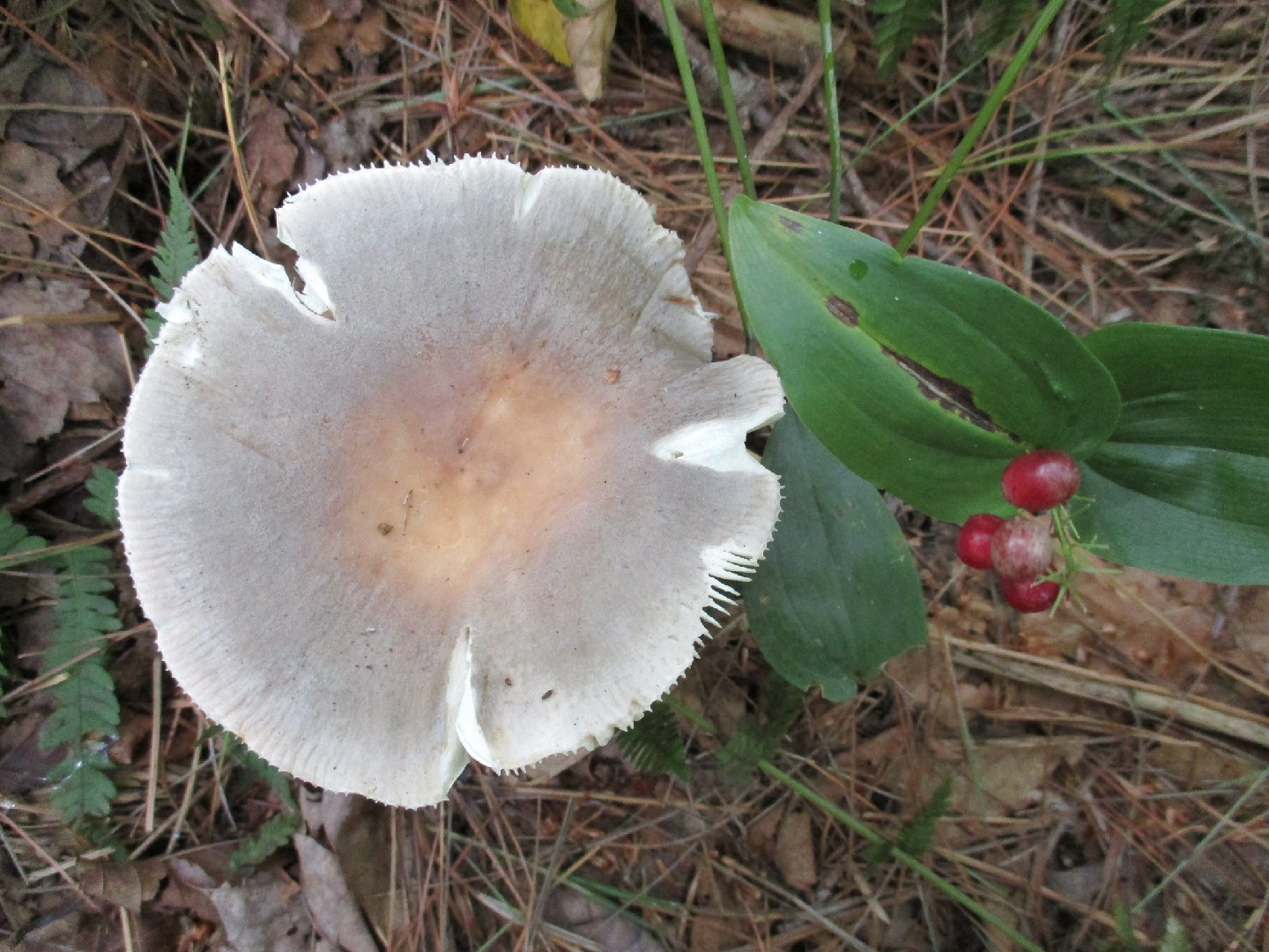 Russula modesta (Russula modesta) - Picture Mushroom