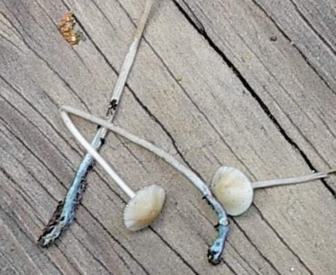 Blue mycena (Mycena subcaerulea) - Picture Mushroom