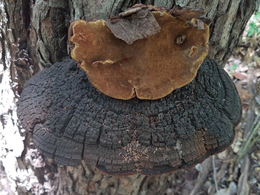 Phellinus badius (Phellinus badius) - Picture Mushroom