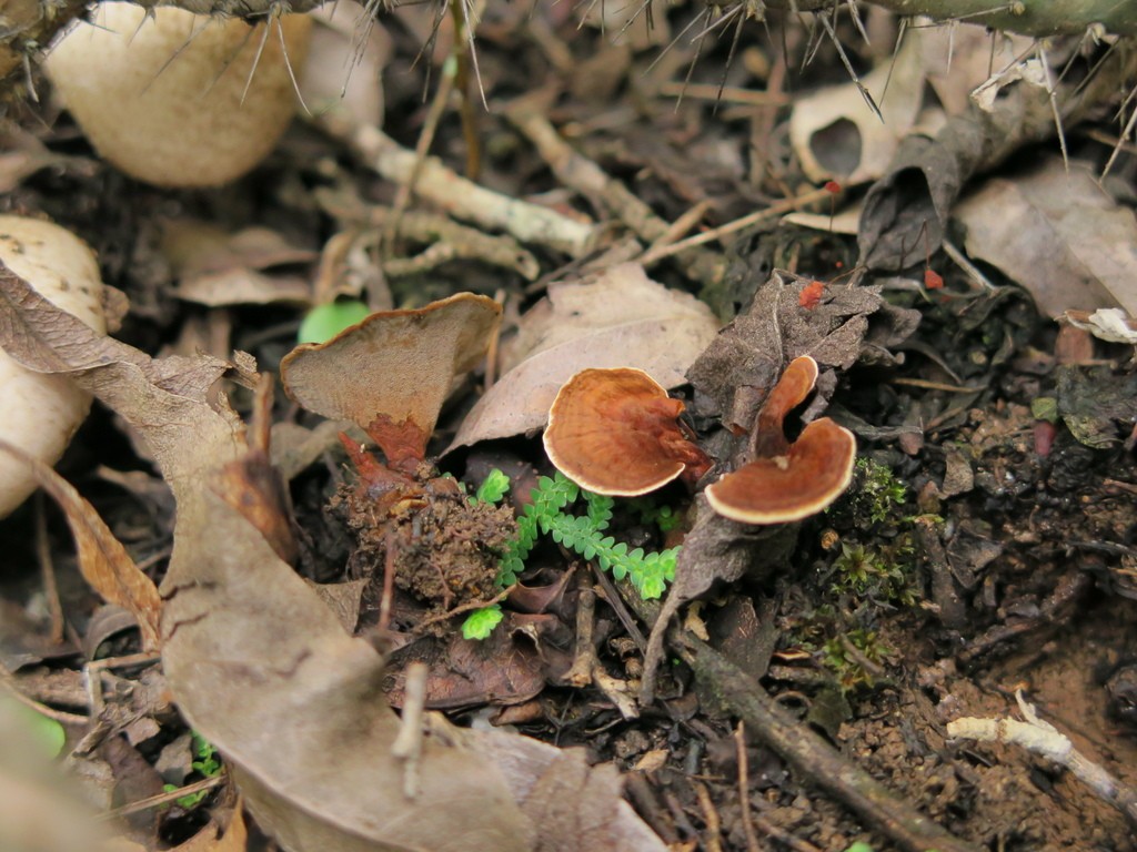 Phylloporia spathulata (Phylloporia spathulata) - Picture Mushroom