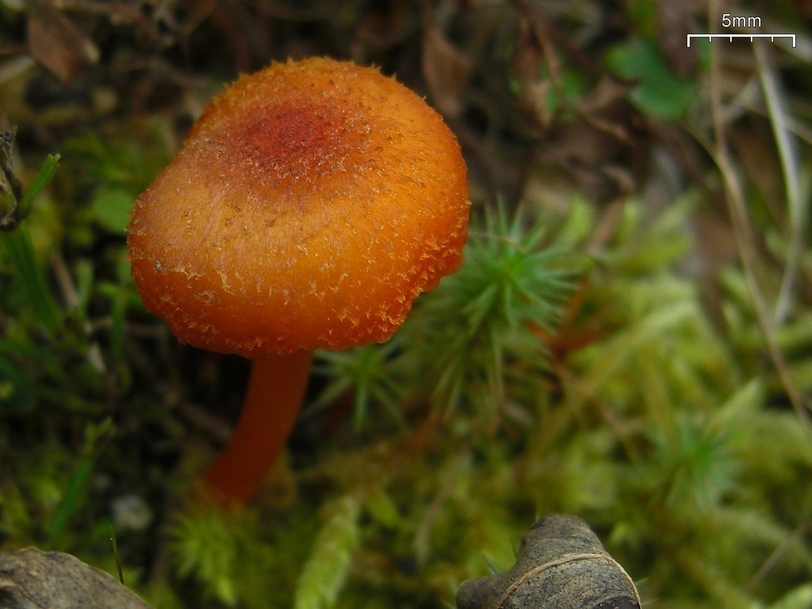 Hygrocybe turunda (Hygrocybe turunda) - Picture Mushroom