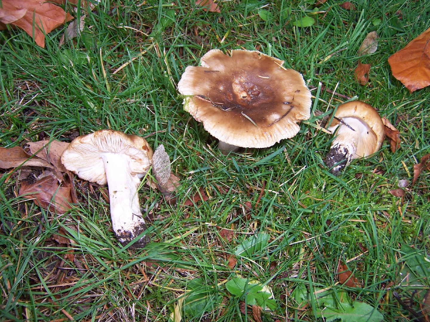 Russula pectinata (Russula pectinata) - Picture Mushroom