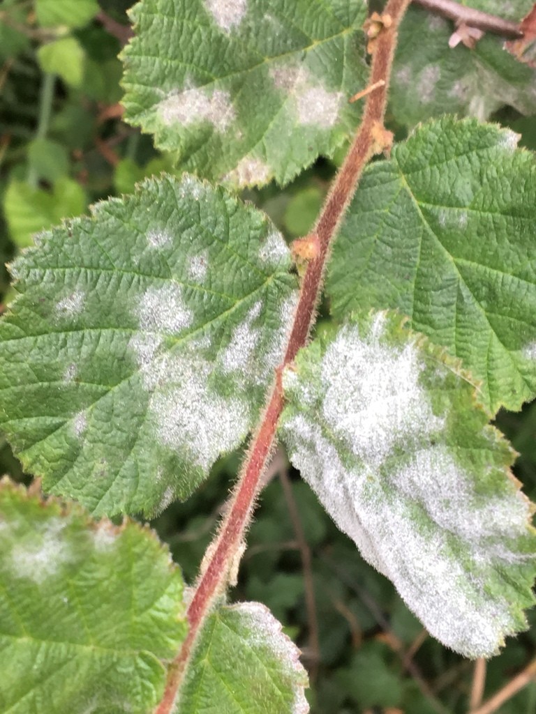 Phyllactinia guttata (Phyllactinia guttata) - Picture Mushroom