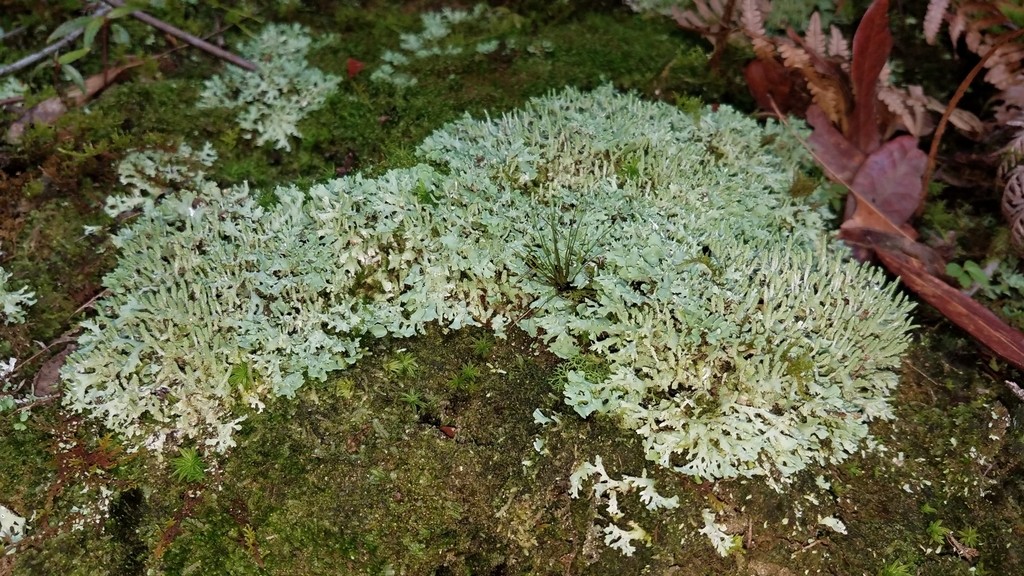 Cladonia ceratophylla (Cladonia ceratophylla) - Picture Mushroom