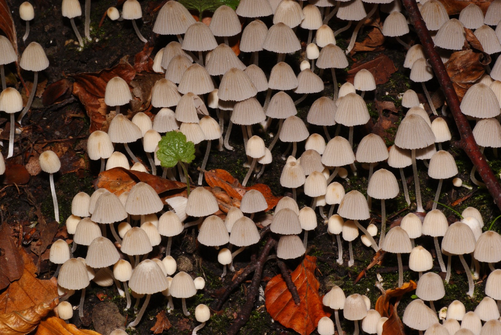 ナヨタケ属 (Psathyrella) - Picture Mushroom