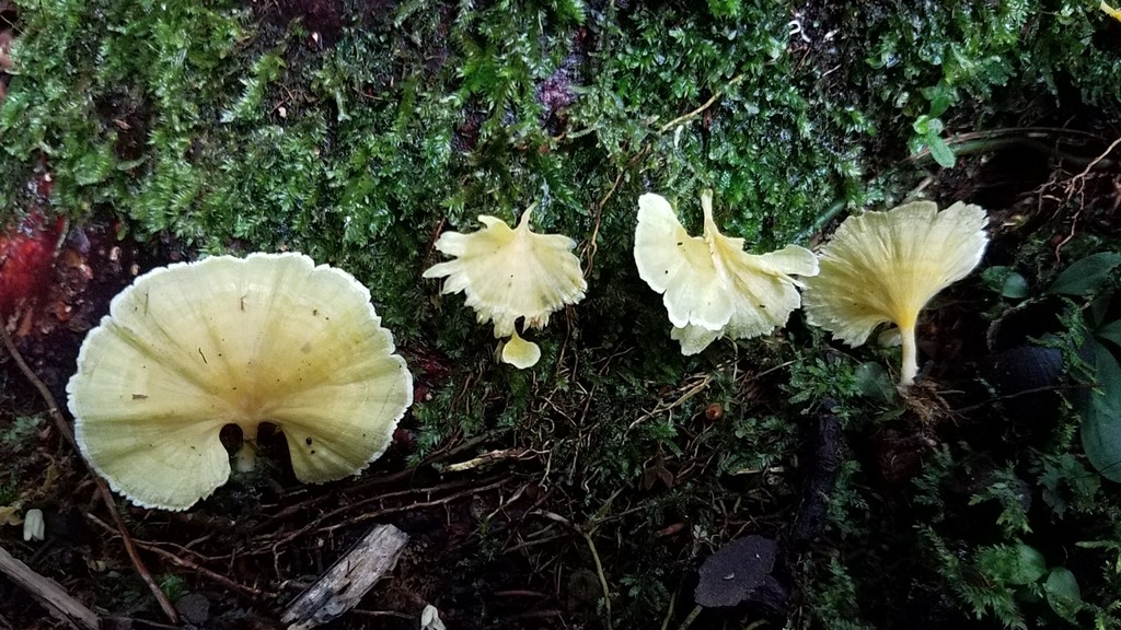 Cotylidia aurantiaca (Cotylidia aurantiaca) - Picture Mushroom