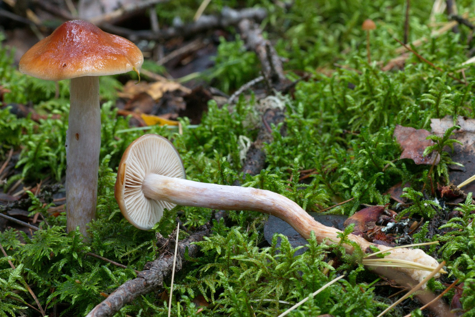 Cortinarius stillatitius (Cortinarius stillatitius) - Picture Mushroom