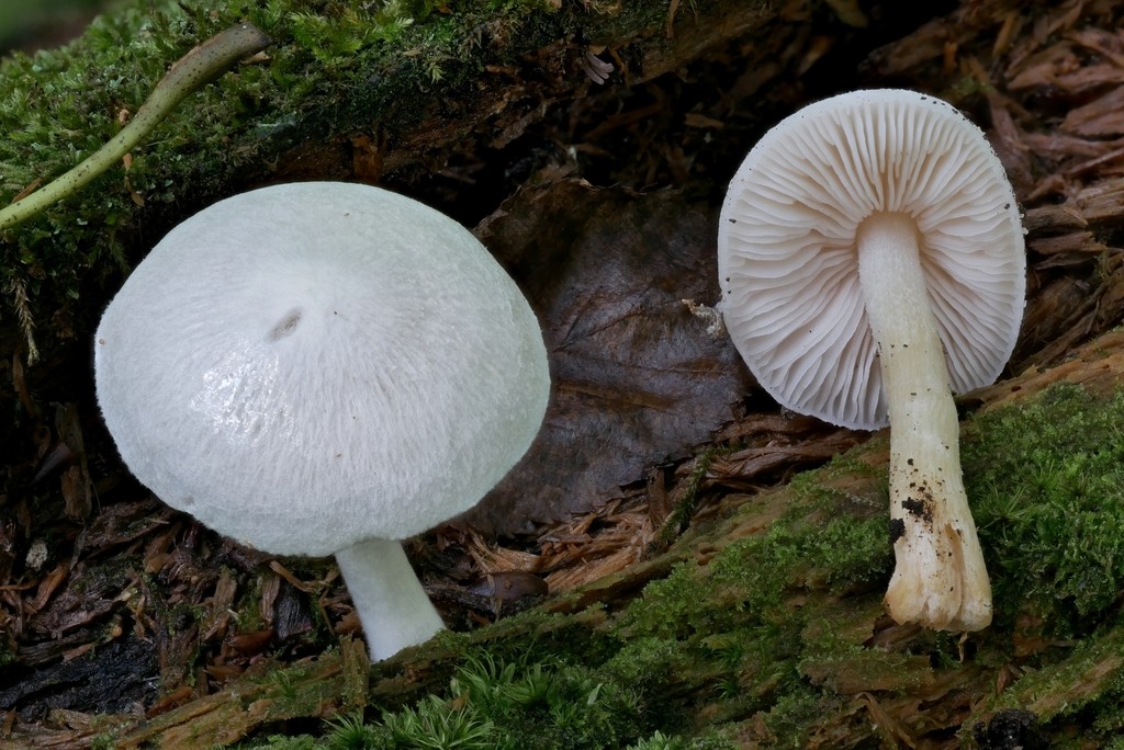 Pluteus tomentosulus (Pluteus tomentosulus) - Picture Mushroom