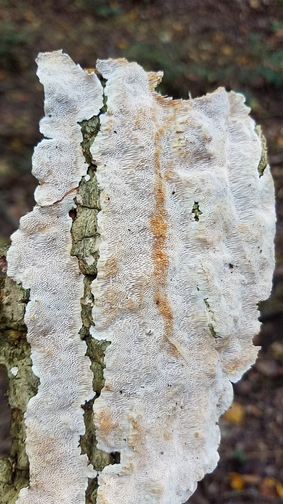 Funalia floccosa (Funalia floccosa) - Picture Mushroom