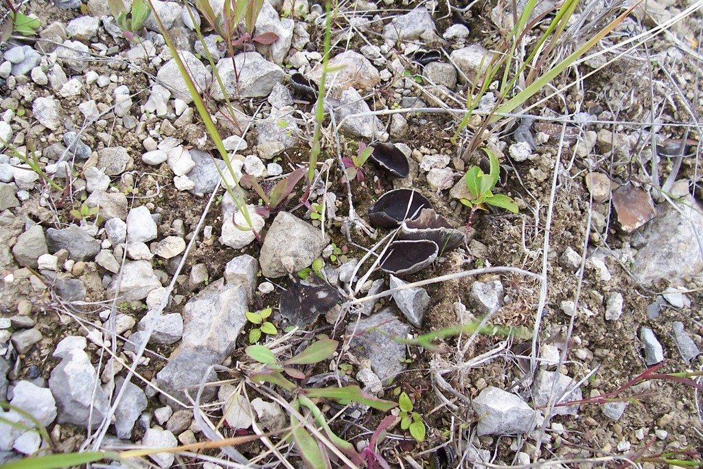 Helvella corium (Helvella corium) - Picture Mushroom