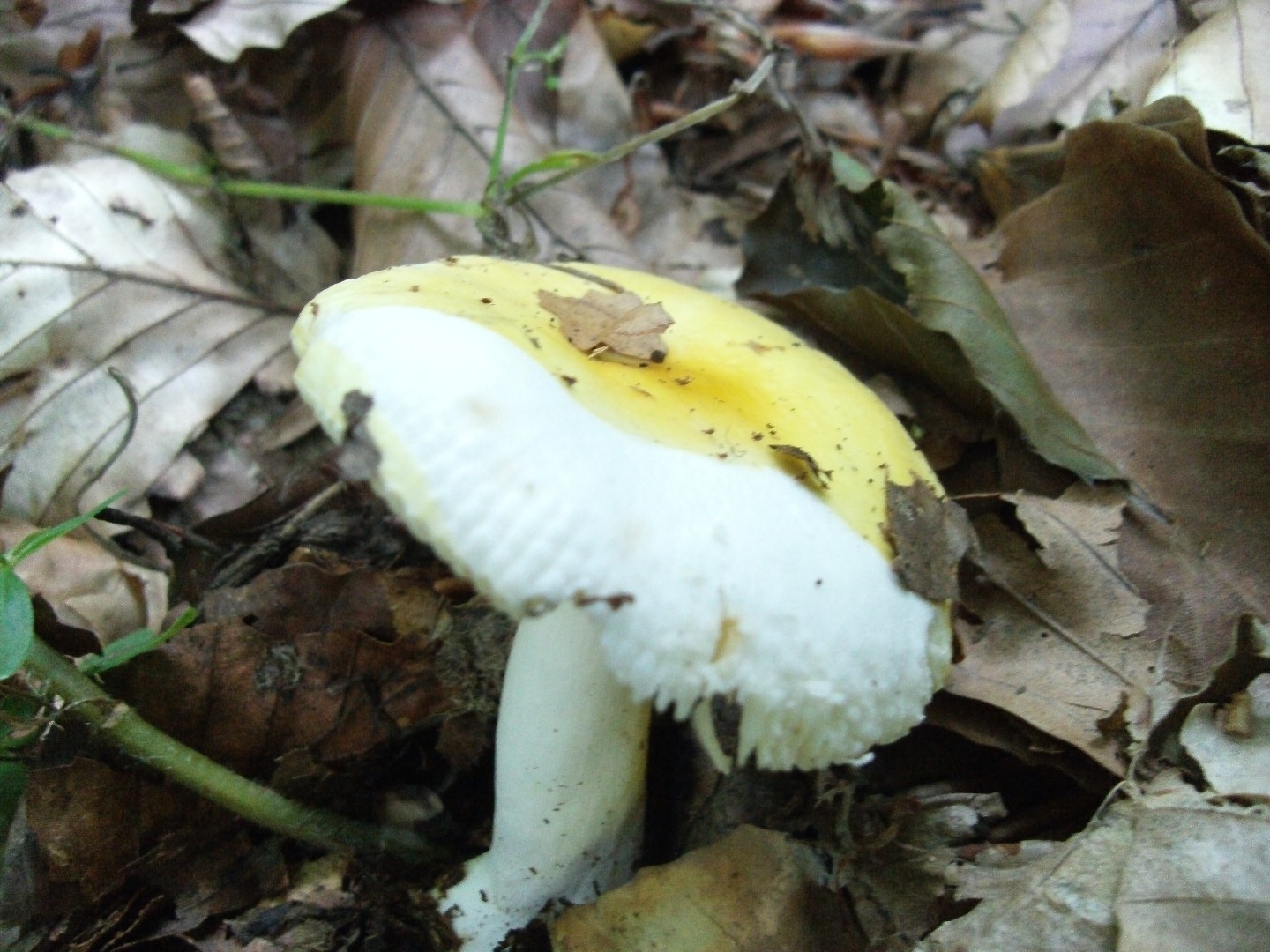Russula solaris (Russula solaris) - Picture Mushroom