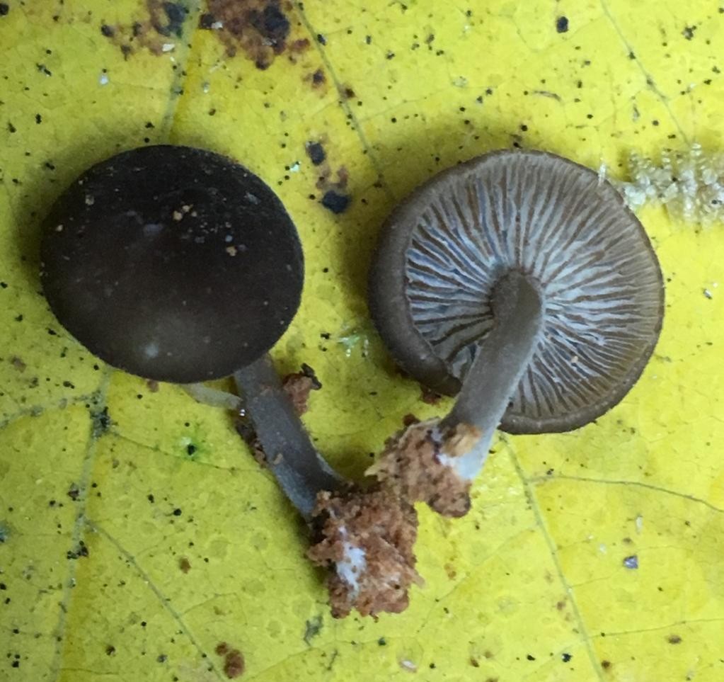 Hydropus marginellus (Hydropus marginellus) - Picture Mushroom