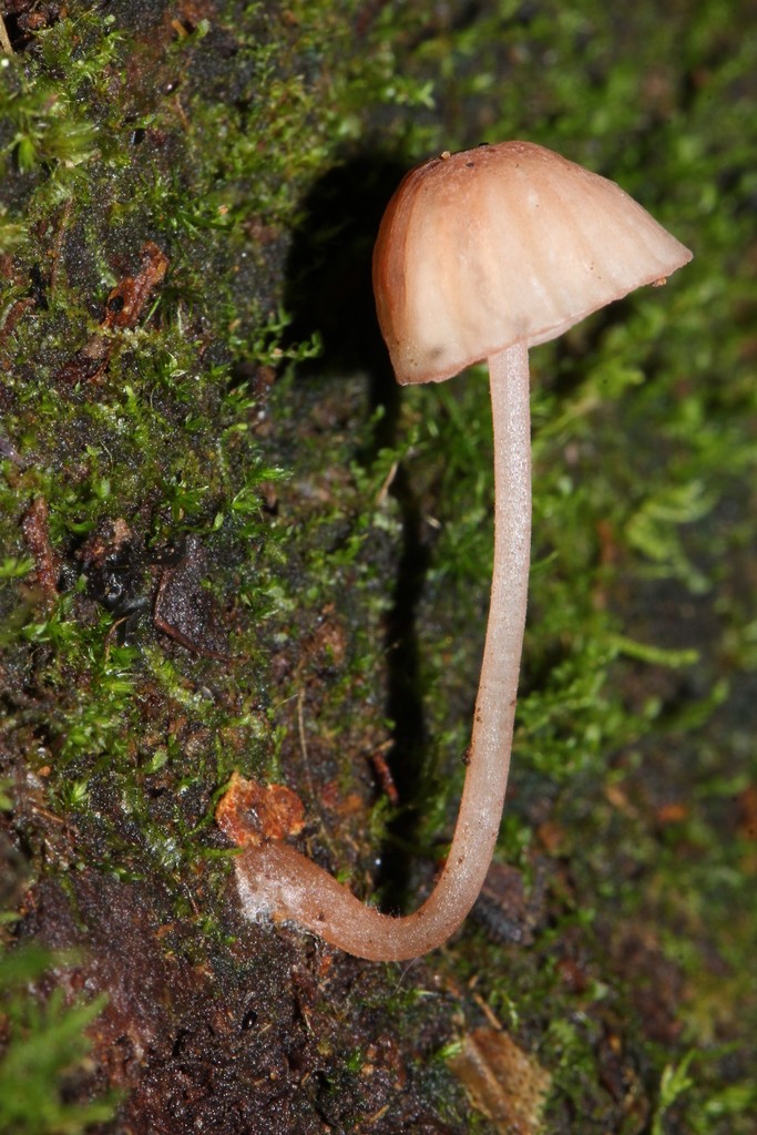 Mycena singeri (Mycena singeri) - Picture Mushroom