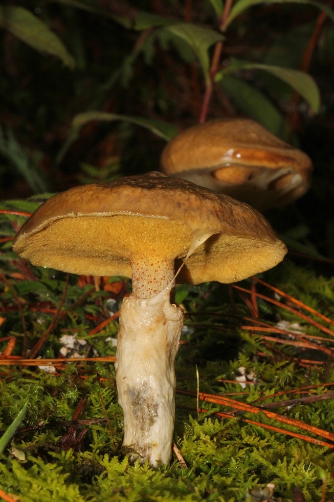 Suillus lutescens (Suillus lutescens) - Picture Mushroom