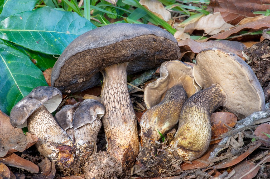 Tylopilus obscurus (Tylopilus obscurus) - Picture Mushroom