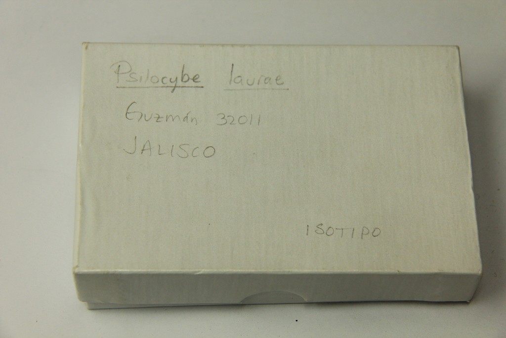 Psilocybe laurae (Psilocybe laurae) - Picture Mushroom