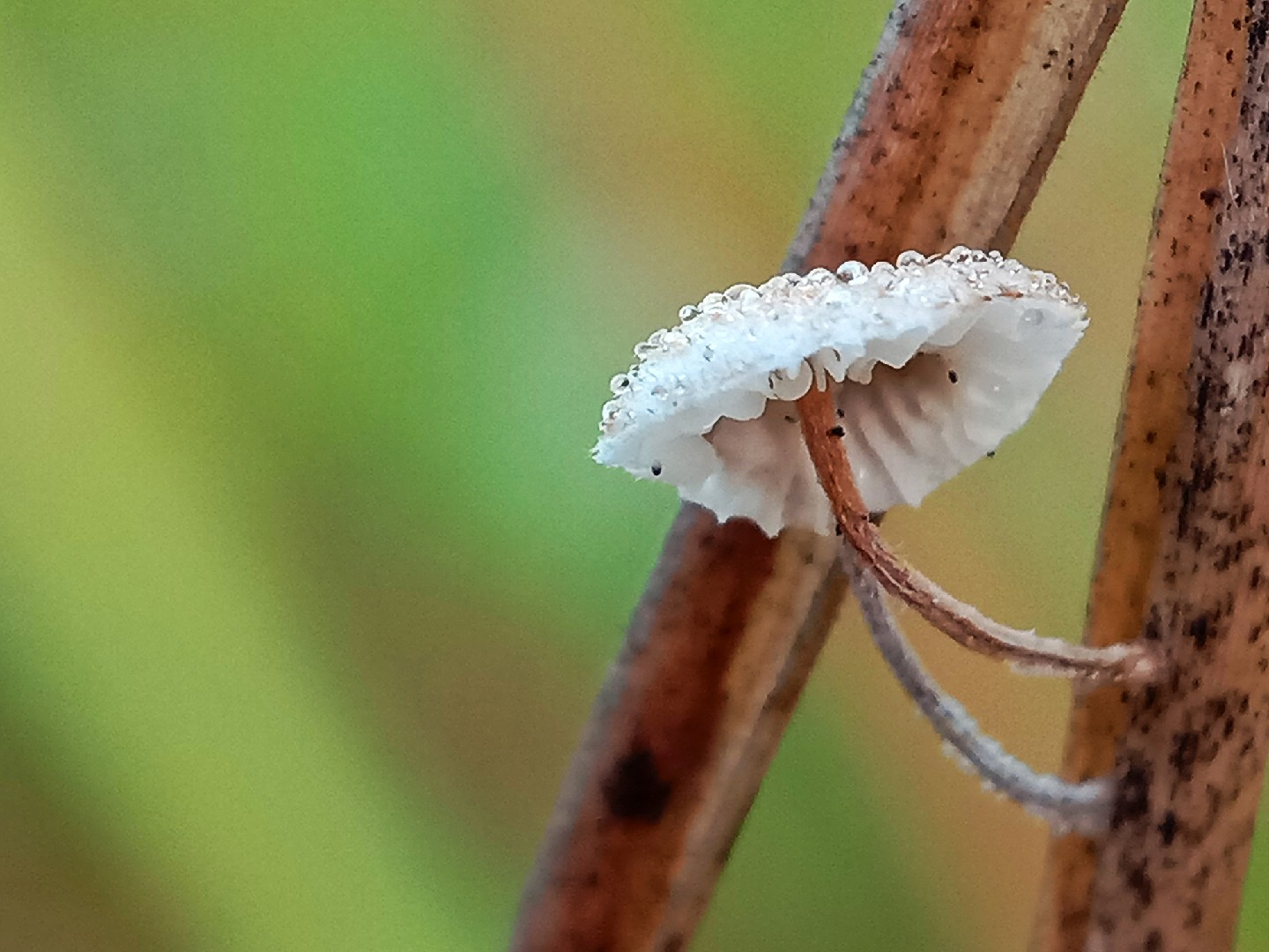 Crinipellis setipes (Crinipellis setipes) - Picture Mushroom