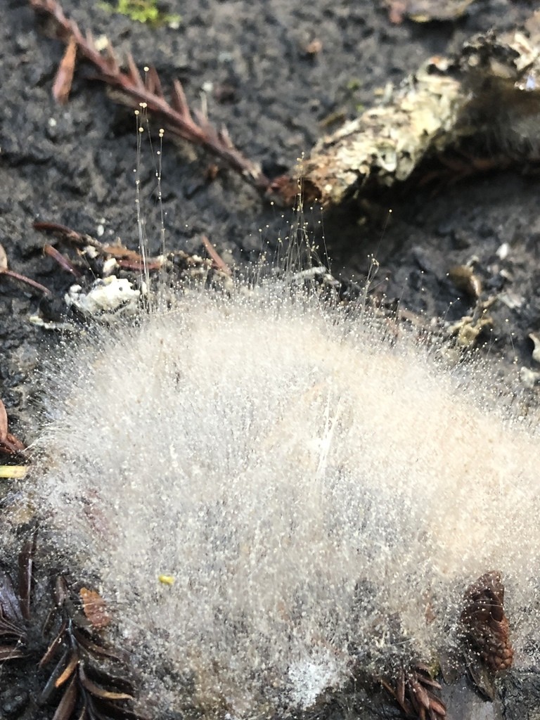 Phycomycetaceae (Phycomycetaceae) - Picture Mushroom