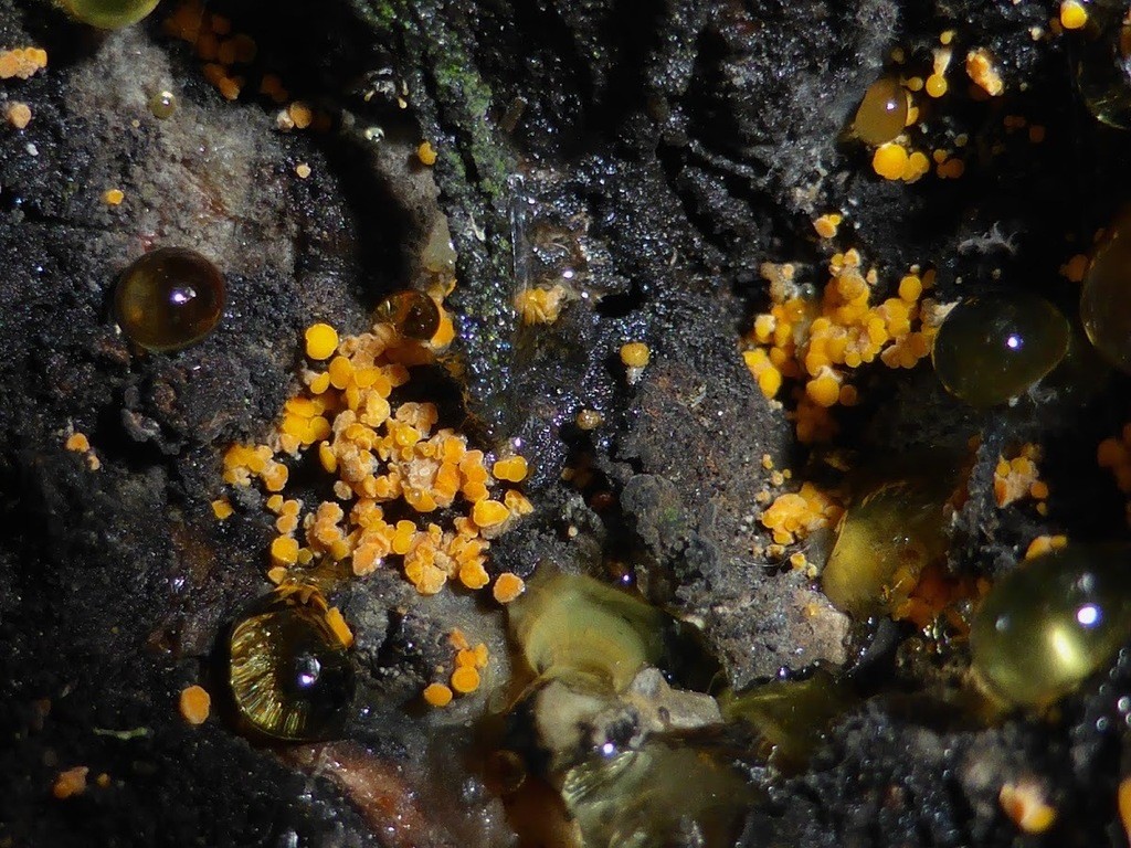 Bisporella resinicola (Bisporella resinicola) - Picture Mushroom
