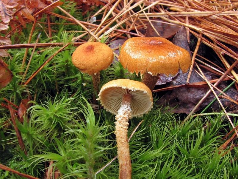 Cystoderma jasonis (Cystoderma jasonis) - Picture Mushroom