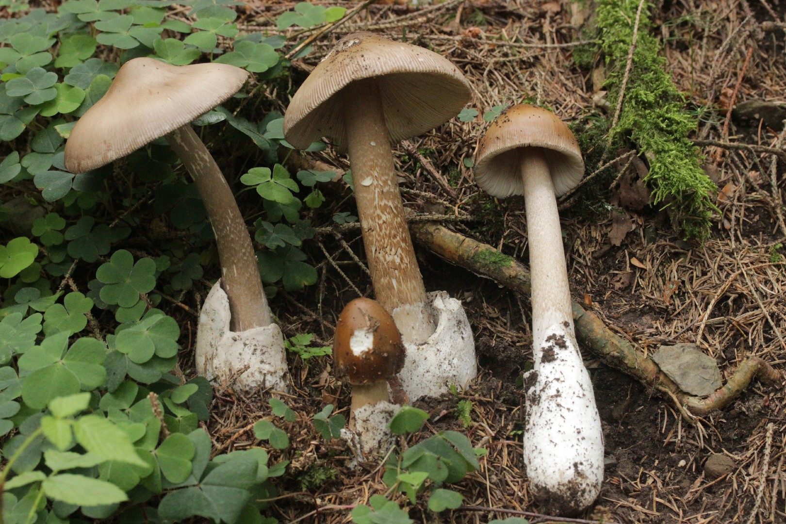 Amanite à volve grise (Amanita submembranacea) - Picture Mushroom
